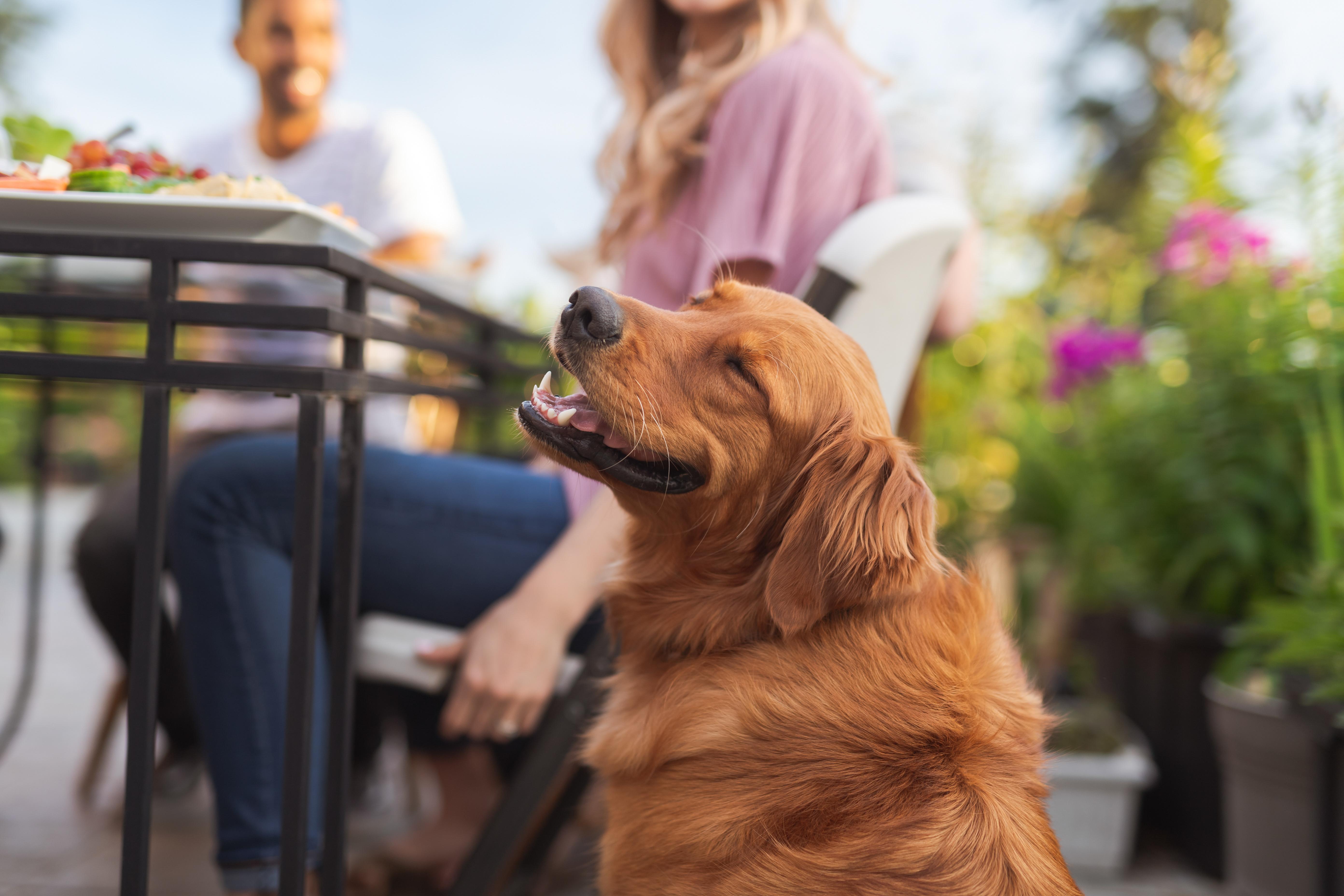 Tips for Bringing a New Dog Home | Highland Homes Florida
